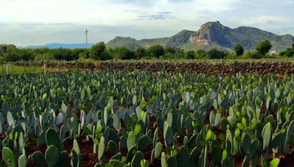 Tuna: el cultivo multipropósito que busca su norte en Argentina